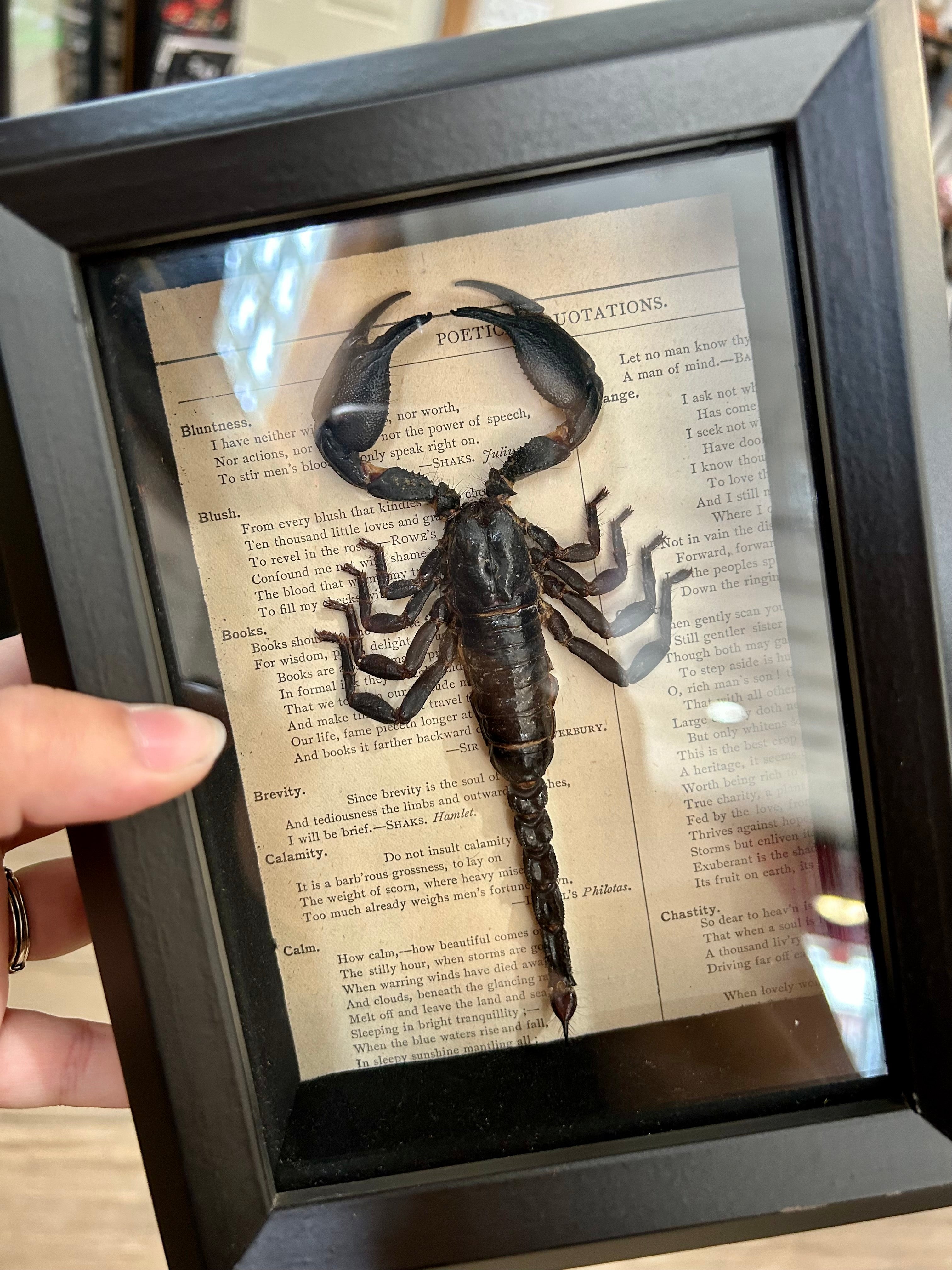Frames – Mz. Jones' Curio